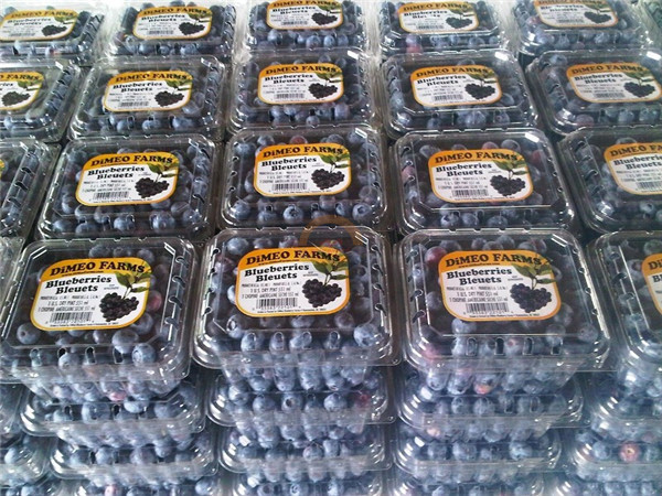 Automatic commercial blueberry size grading sorting sizing machine ...