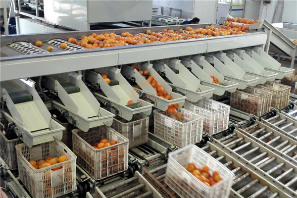 Automatic fruit and vegetable size sorting grading sizing machine ...