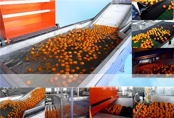 Automatic fruit washing waxing drying and grading machine apple orange mango citrus lemon pomelo ...