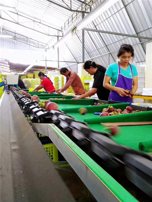 Automatic fruits and vegetables weight sorting grading machine mango ...