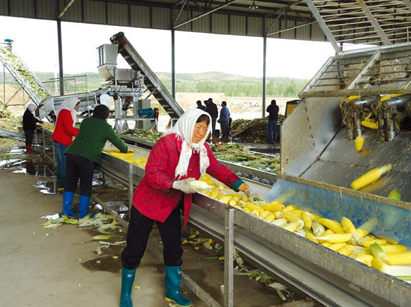 Automatic sweet corn peeling husking machine industrial fresh corn ...