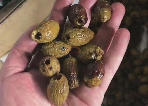 Automatic commercial olive pitting stoning machine industrial olives ...