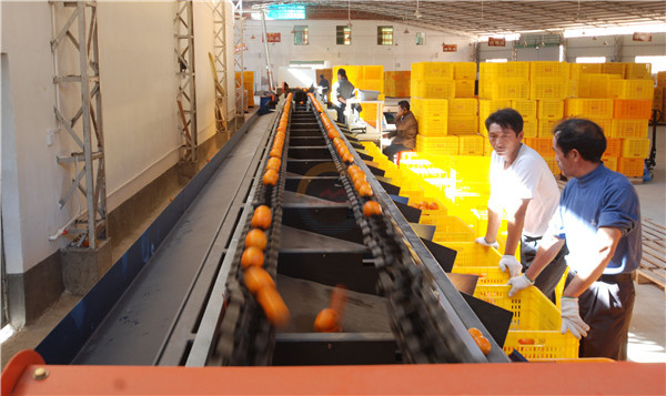 Automatic fruits and vegetables weight sorting grading machine mango ...