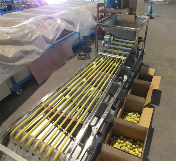 Automatic olive cherry small fruit size sorting grading sizing machine industrial macadamia nuts ...