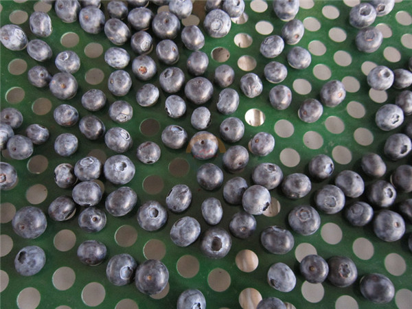 Automatic commercial blueberry size grading sorting sizing machine ...