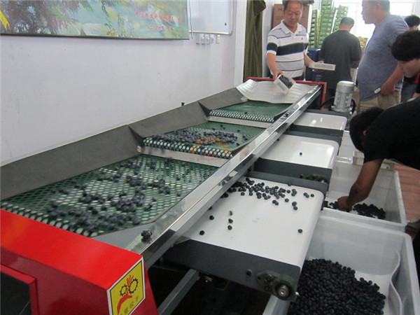 Automatic commercial blueberry size grading sorting sizing machine ...
