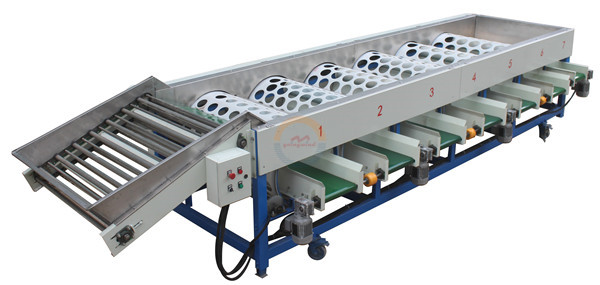 Automatic onion garlic size grading sorting sizing machine industrial ...