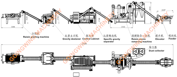 Automatic raisin processing line raisins stem removing cleaning and ...