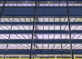 TOP Leading Horticulture Led Grow Light Manufacturer With 15 Years ...