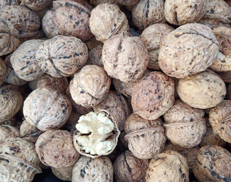 Washed walnut in shell Yunnan Type,Walnut In Shell