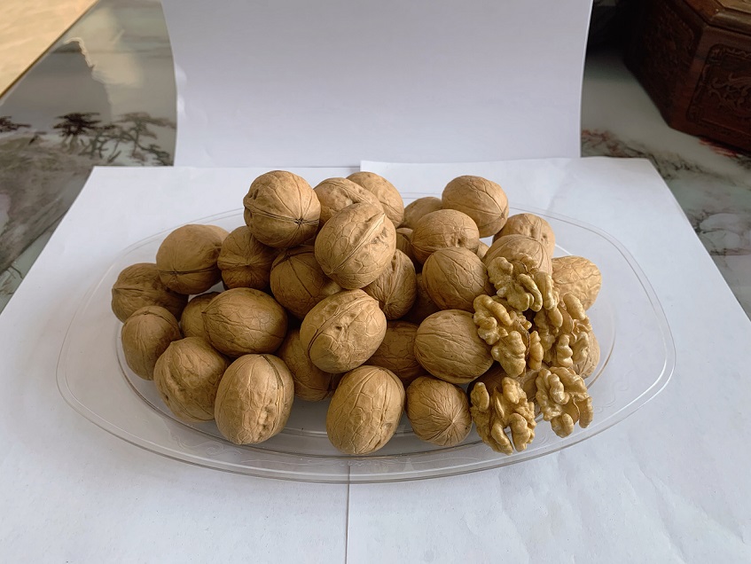 Unwashed walnut in shell Xiner Type,Walnut In Shell