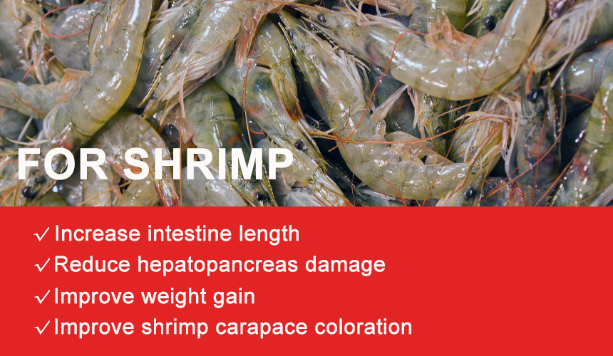 Tipek (Aqua.),Epidermal Growth Factor