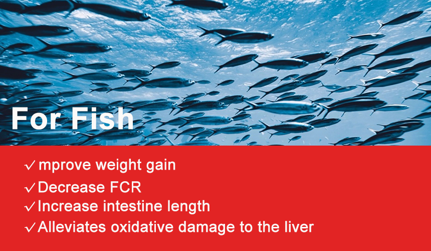 Tipek (Aqua.),Epidermal Growth Factor