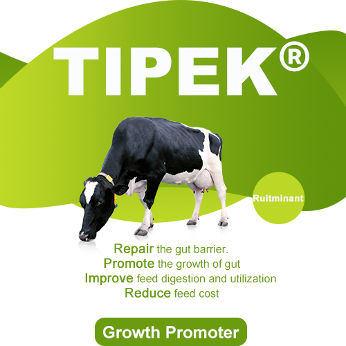 Epidermal growth factor for ruminant