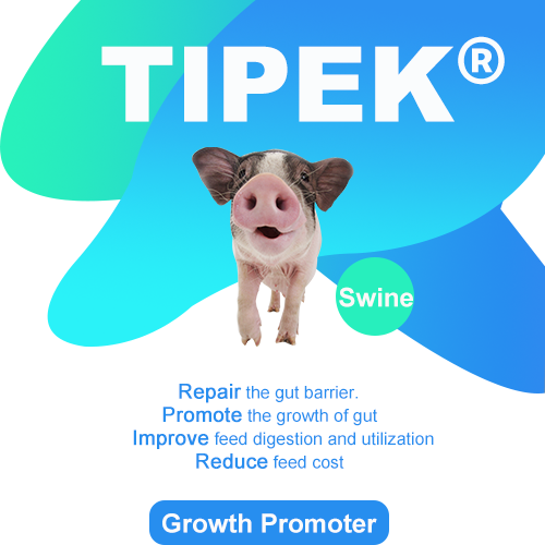 Tipek (Swine),Trefoil Factor Peptides