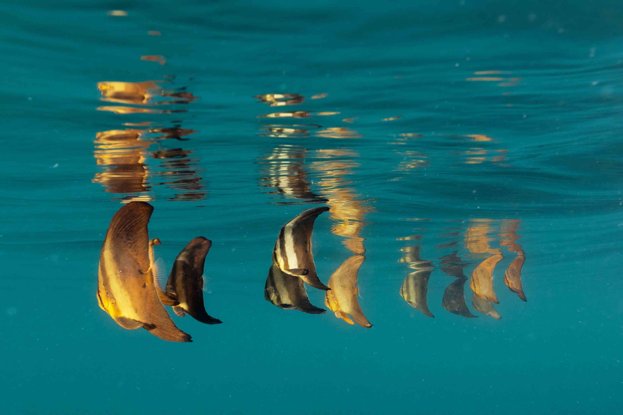 keigo-3,Coral & Fish