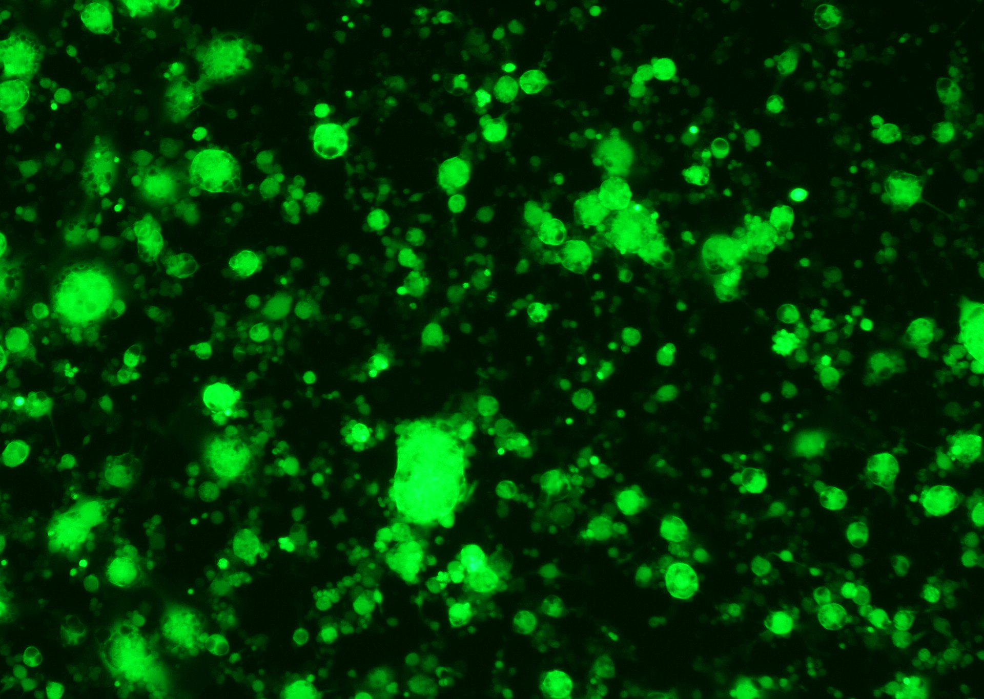 Application of Sendai virus