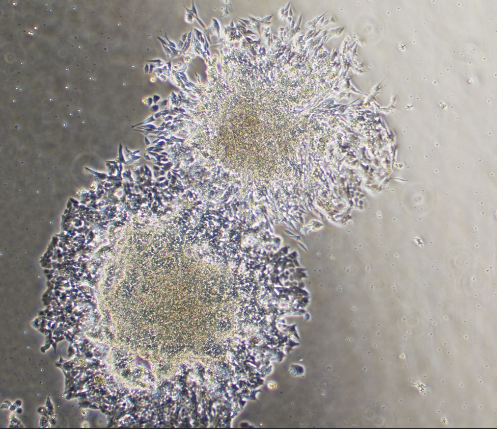 MeltonVEC™-Sendai iPSC Reprogramming Kit (Normal)