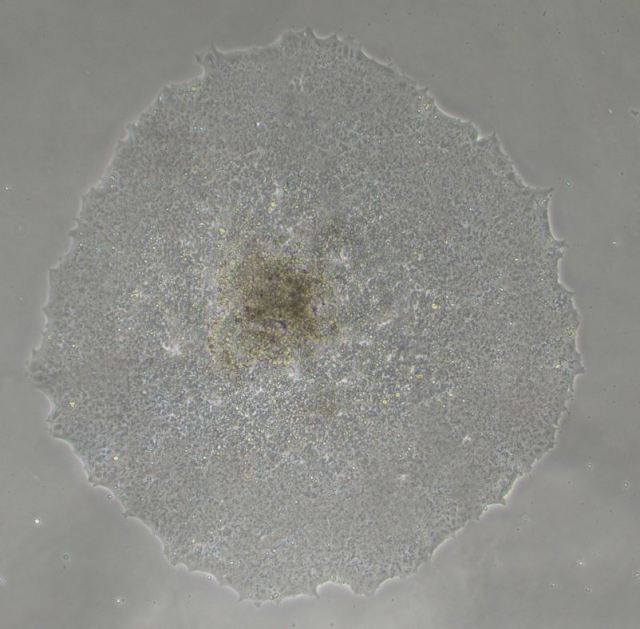 MeltonVEC™-Sendai iPSC Reprogramming Kit (Normal)