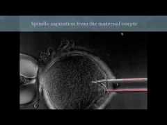 MeltonVEC™-Cell Fusion Kit (HVJ-E)（Liquid)