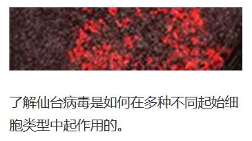 MeltonVEC™-iPSC Reprogramming Kit (iPSC重编辑试剂盒）