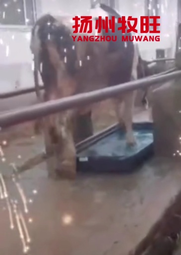 Plastic hoof bath for cattle, food grade PE hoof bath safe and non ...