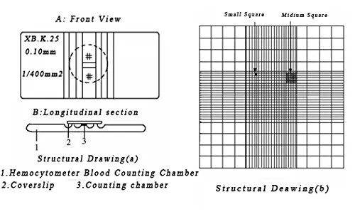 hemocytometer grid under microscope