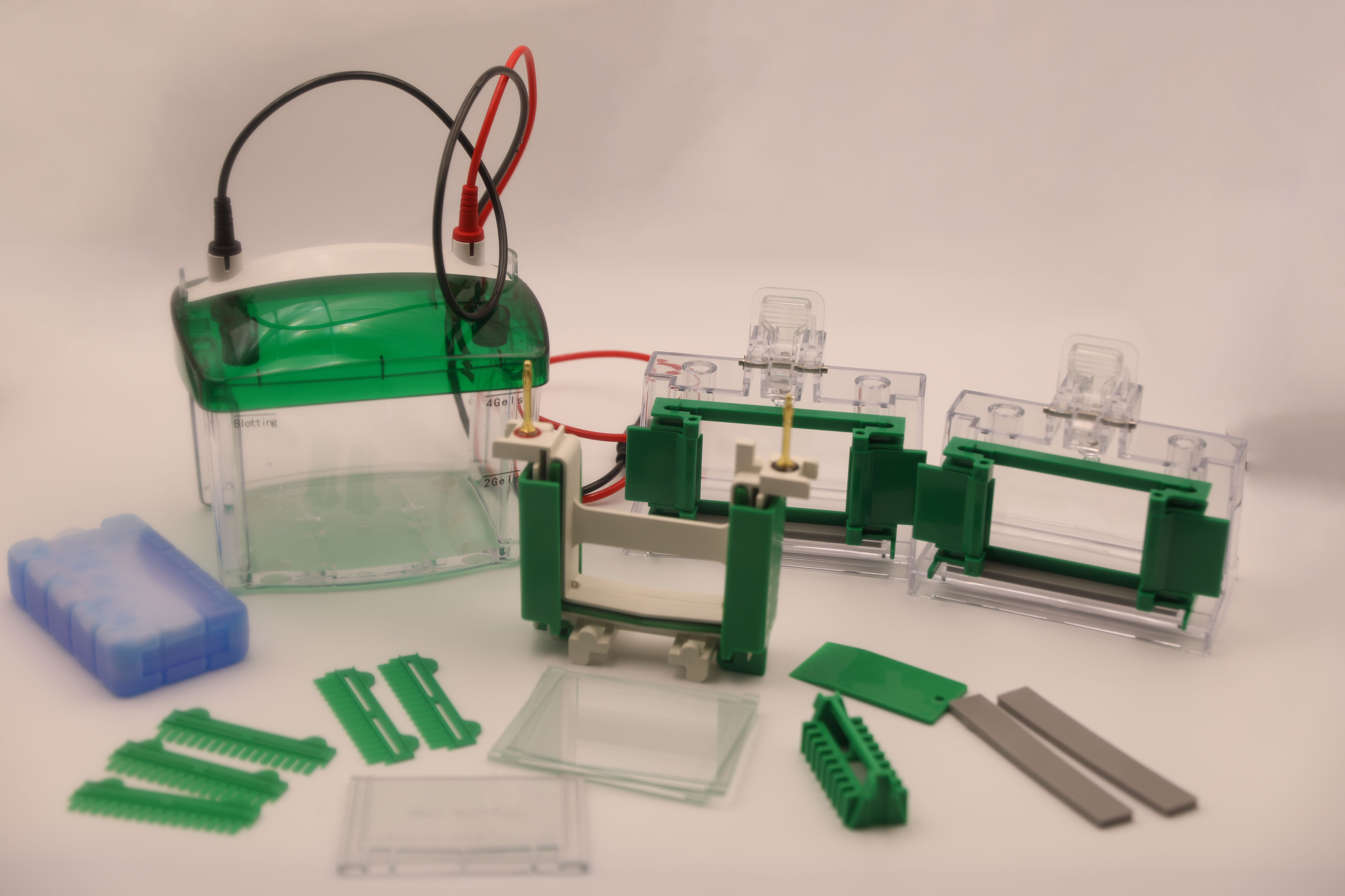 MUHWA Mini-PROTEAN Tetra Vertical Electrophoresis Cell, Vertical ...