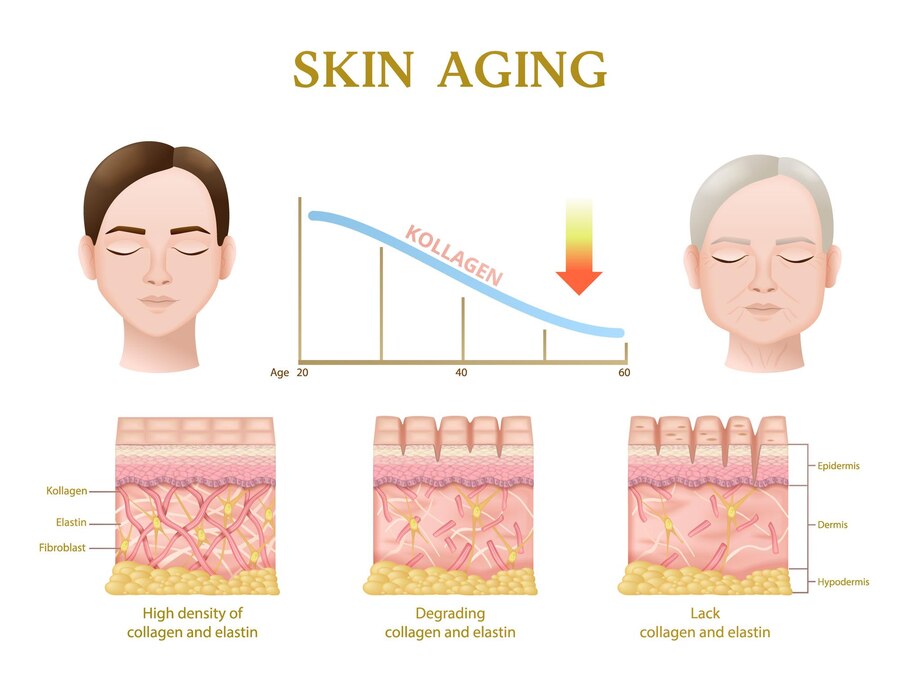 Understanding Collagen: The Body's Structural Protein