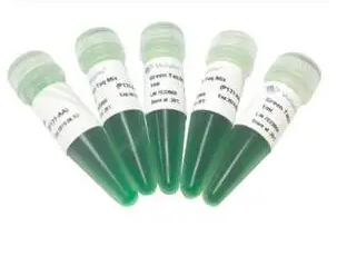 T4 DNA ligase T4 phage DNA ligase