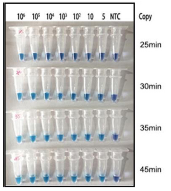 Lyophilized LAMP Kit(Visual HNB Dye)