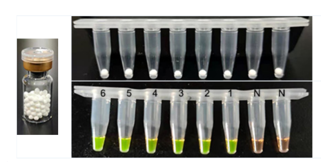 African Swine Fever LAMP-HNB Detection Kit(Lyophilized)