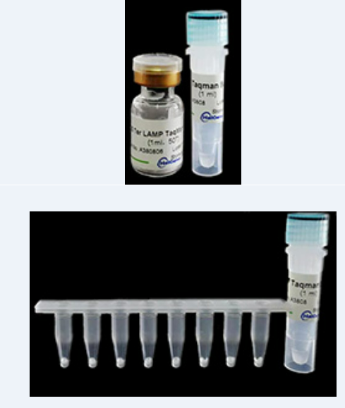 LAMP SYBR Green Reagent(Lyophilized )