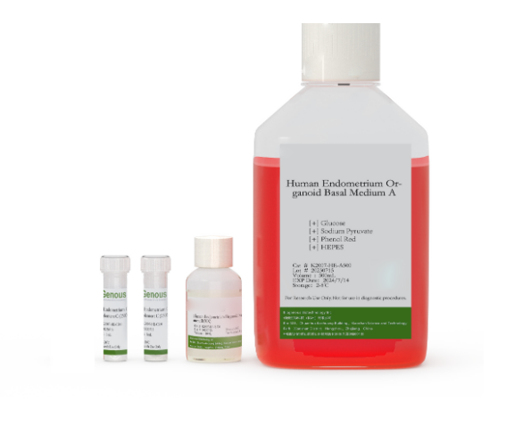 Human Endometrium Organoid Kit