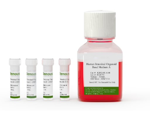 Human Intestinal Organoid Kit