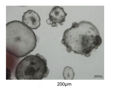 iPSC-derived Human Intestinal Organoid（iHIO）