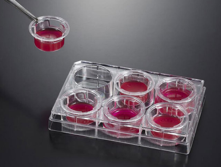 Cell Embedding Dish