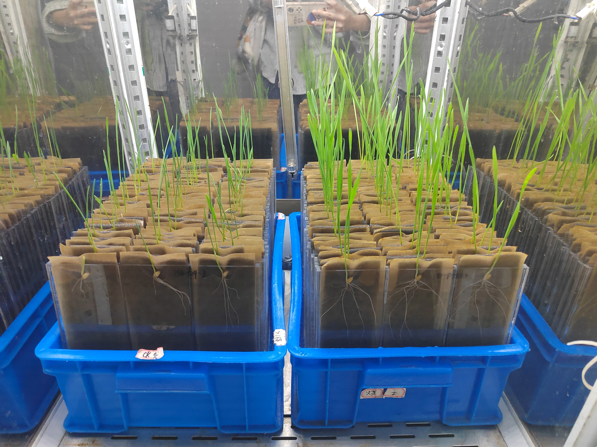 LK-1840 In Situ Phenotypic Monitoring System for Seed Germination Dynamics