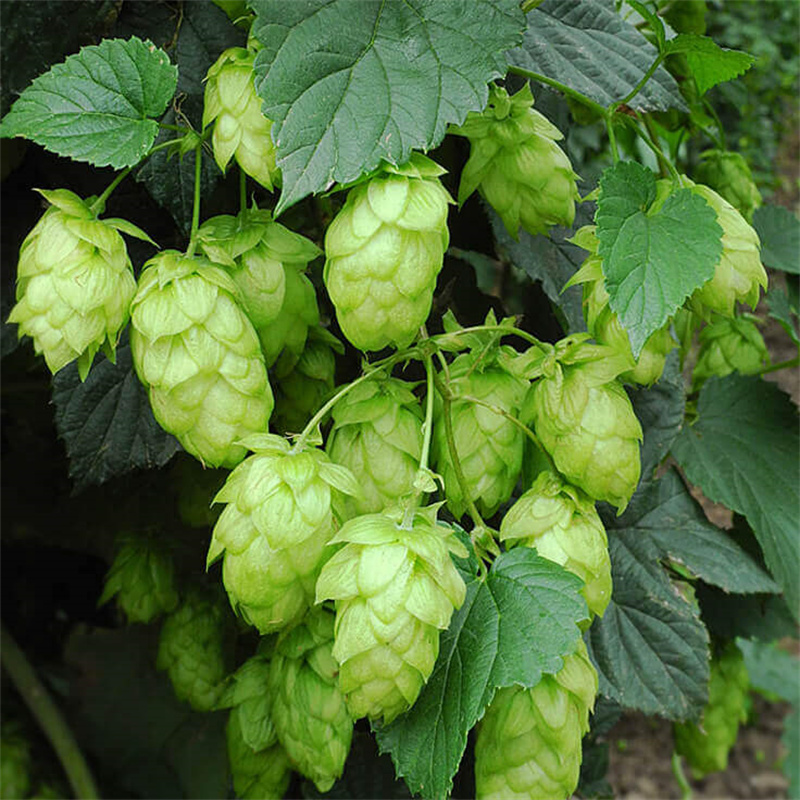Hops Extract