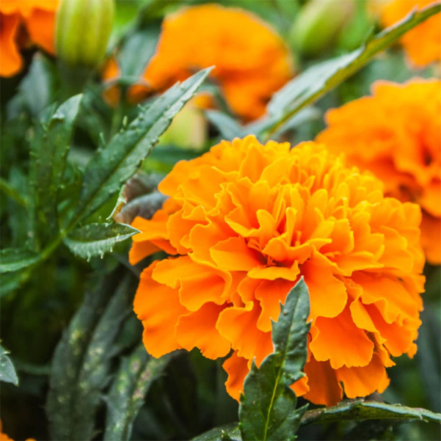 Marigold Extract