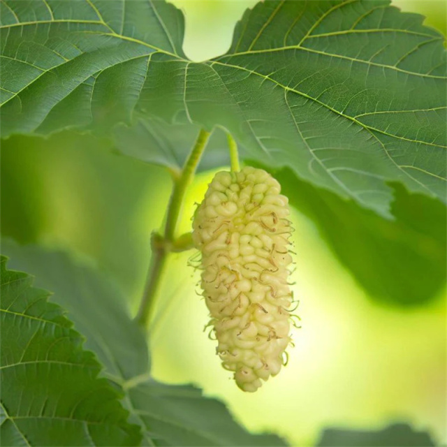 Mulberry extract