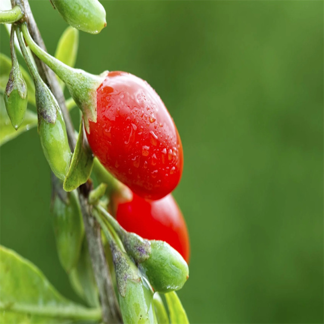 Goji Extract