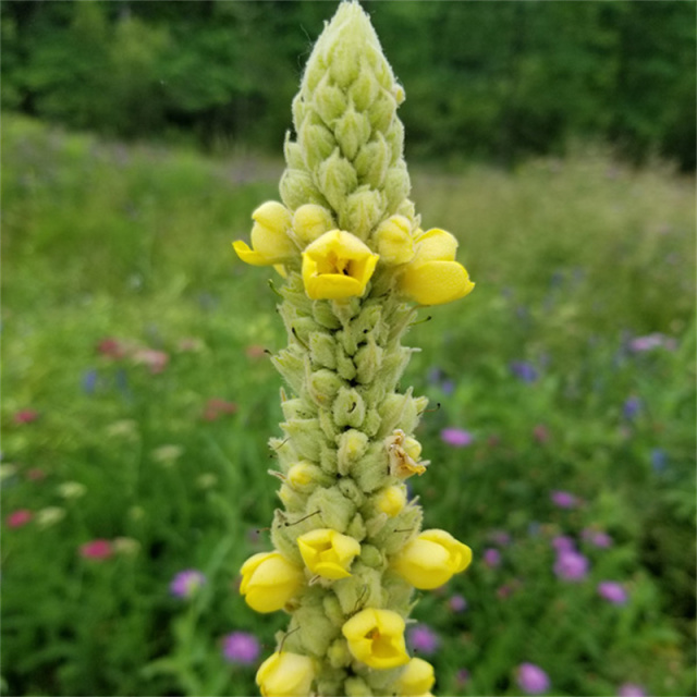 Mullein Extract