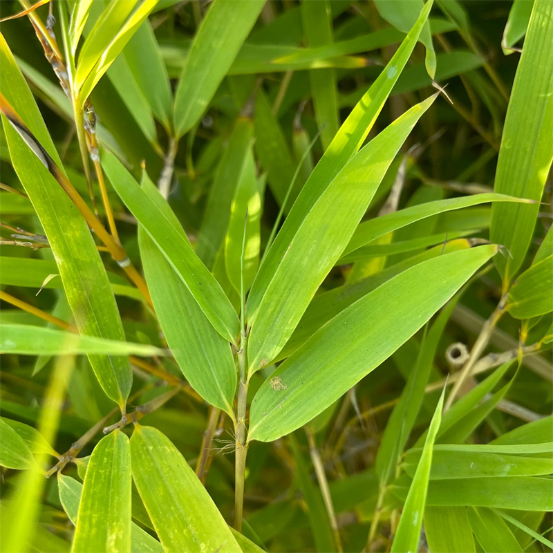 Bamboo Leaf Extract