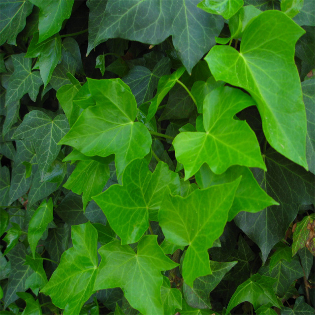 Ivy extract