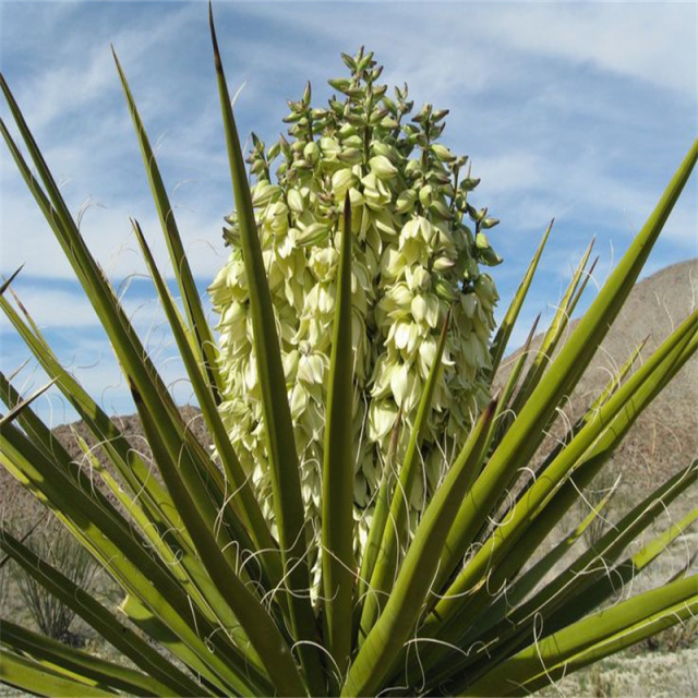 Yucca Extract