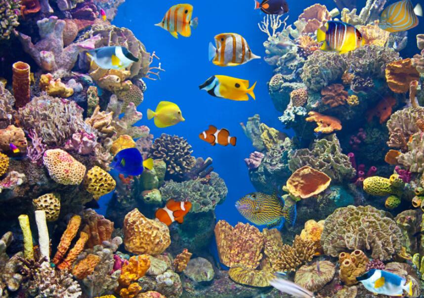 The Benefits of Ozone Application in Aquariums