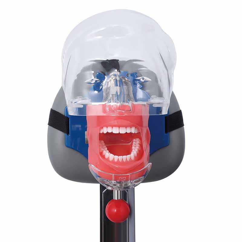 Dentist Practice Dummy Phantom Head
