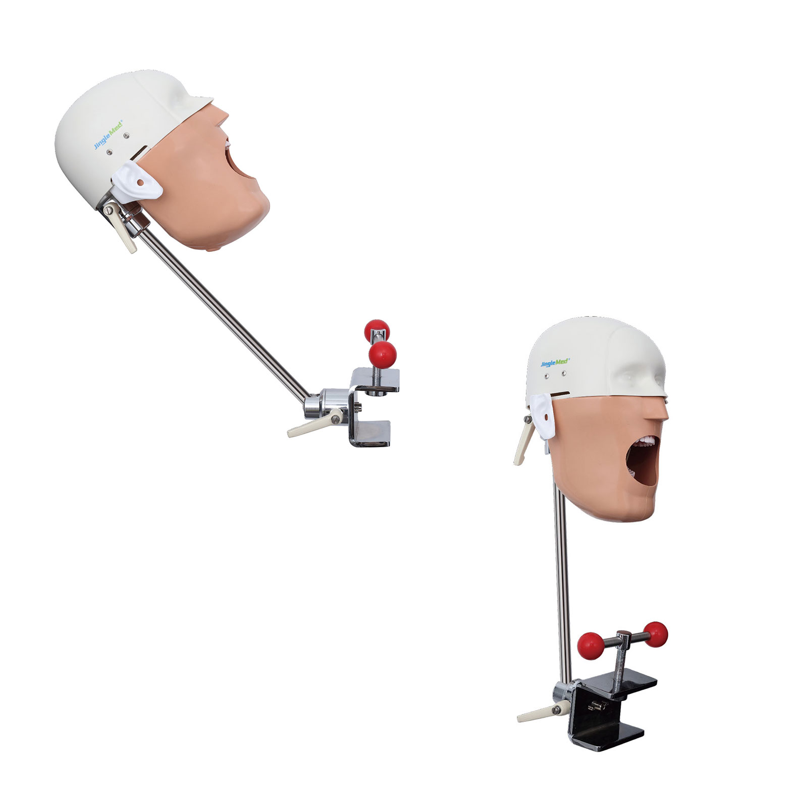 Dental Dummy Head For Training