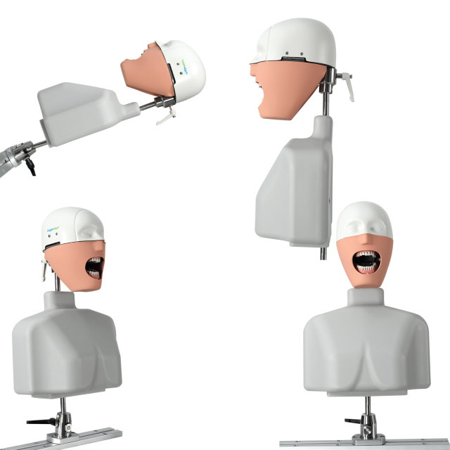 Phantom Head Dentistry For Training